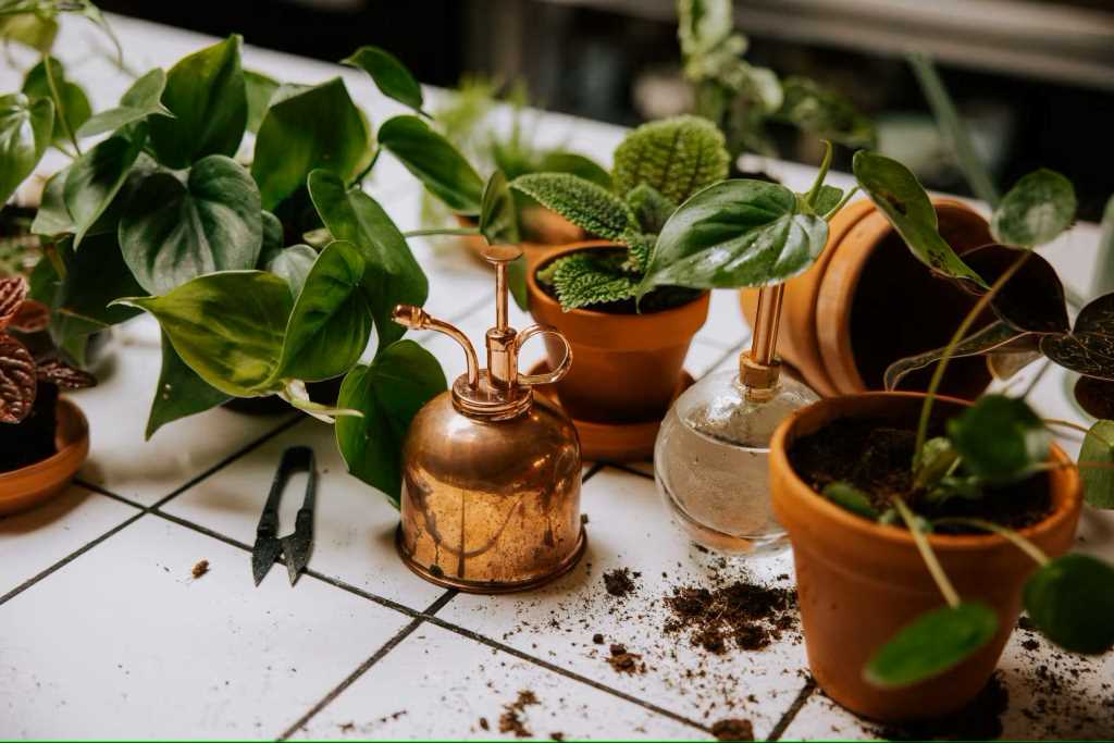 Why Does Your Plant Need Proper Drainage - Spreads Hub